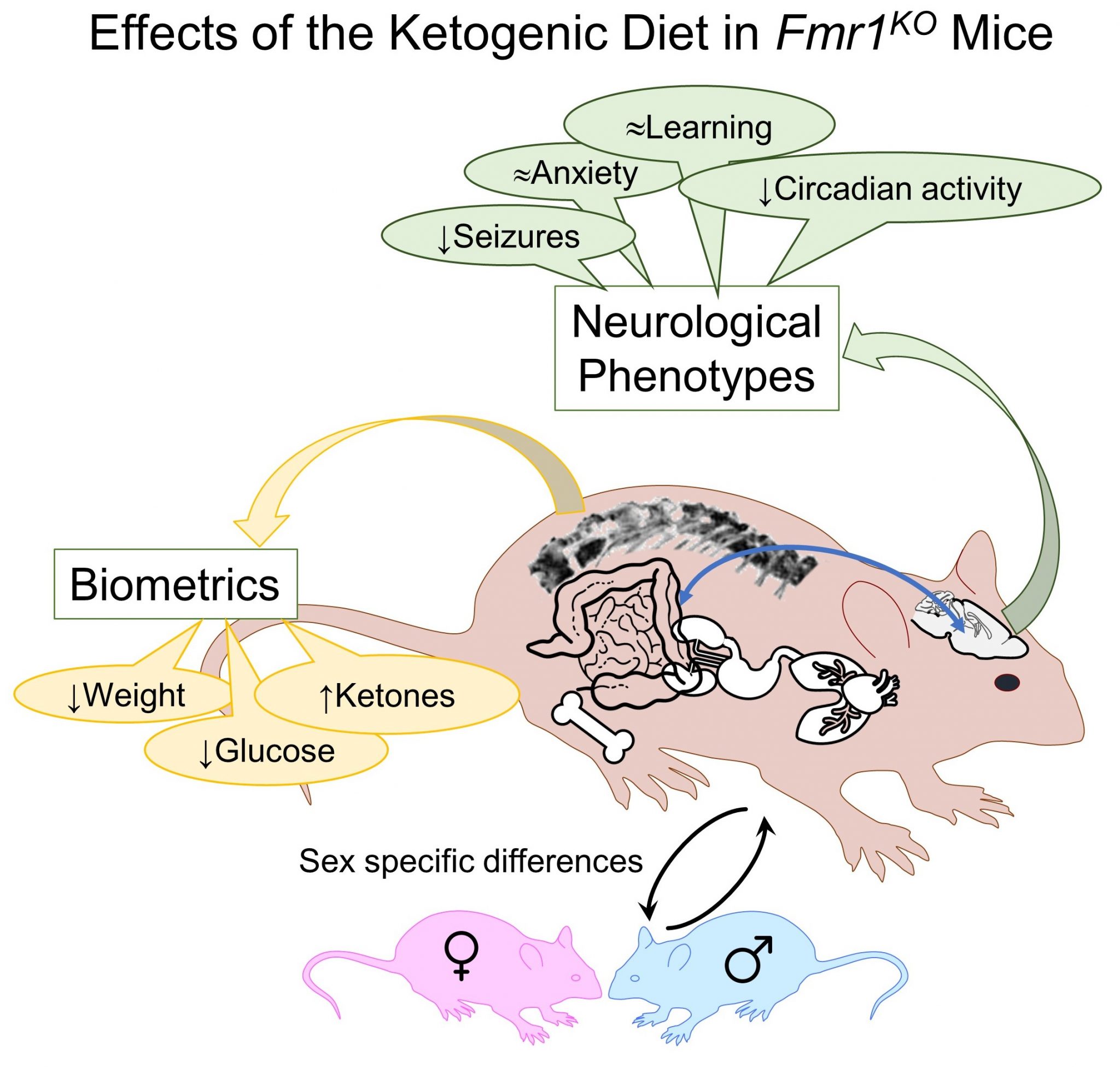 Ketogenic Diet Eases Symptoms in Fragile X Male Mice • FRAXA Research ...