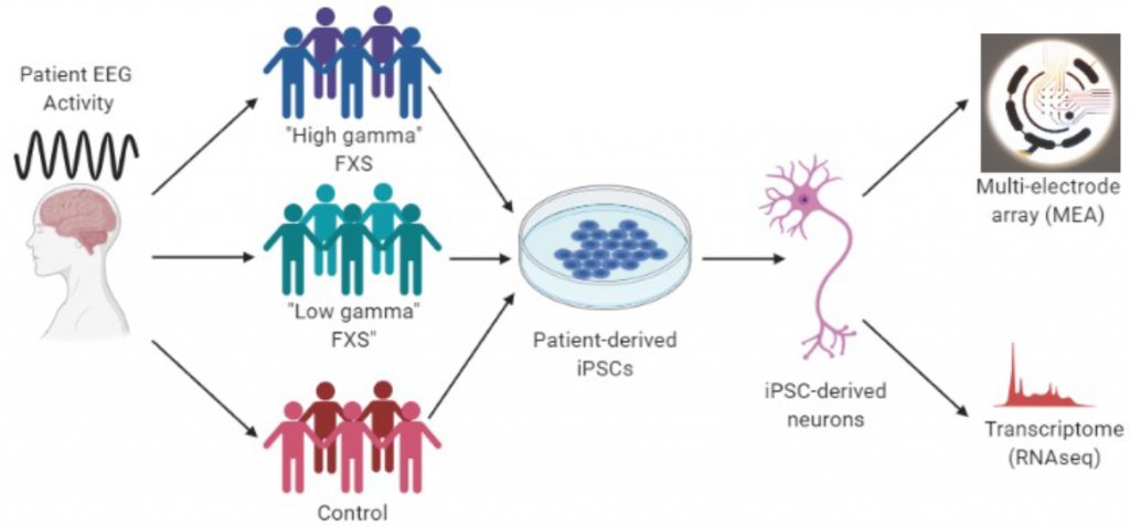 Identifying Cellular and Molecular Signatures in Human Neurons That ...