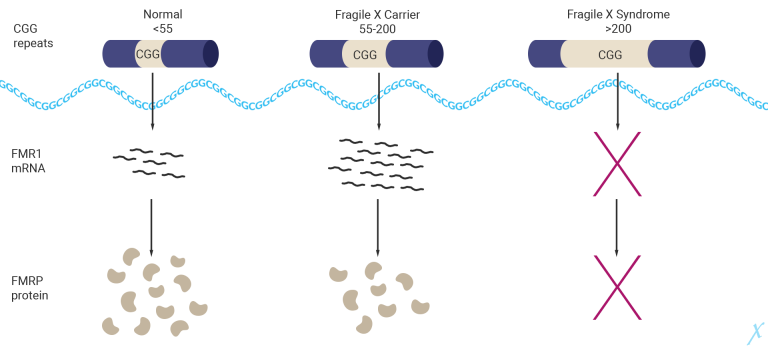 What Causes Fragile X Syndrome: Understanding the Genetic and Molecular Basis of the Condition ...