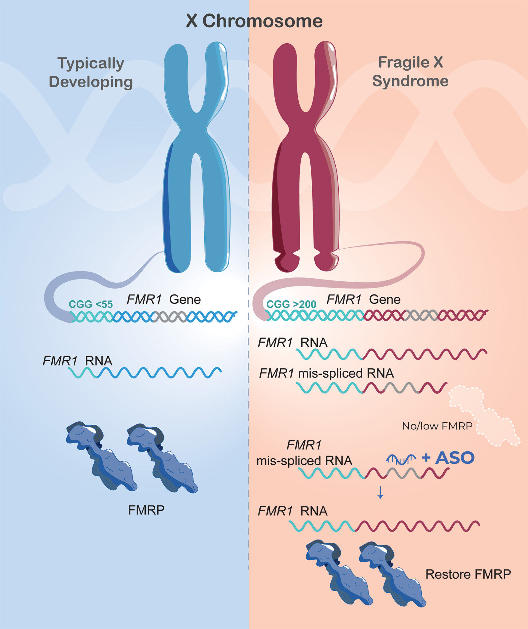 Innovative Breakthrough in Fragile X Treatment: The Promise of ...