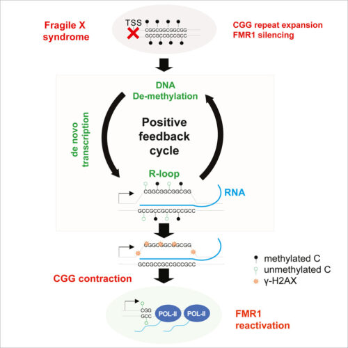 Unraveling Fragile X Syndrome: New Insights into FMR1 Gene Reactivation ...